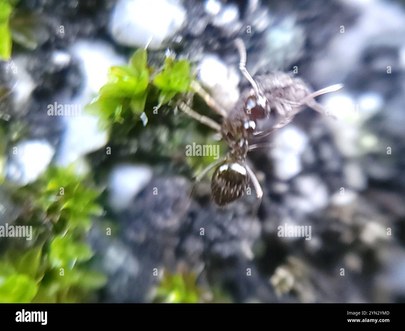 American Winter Ant (Prenolepis imparis Stock Photo - Alamy
