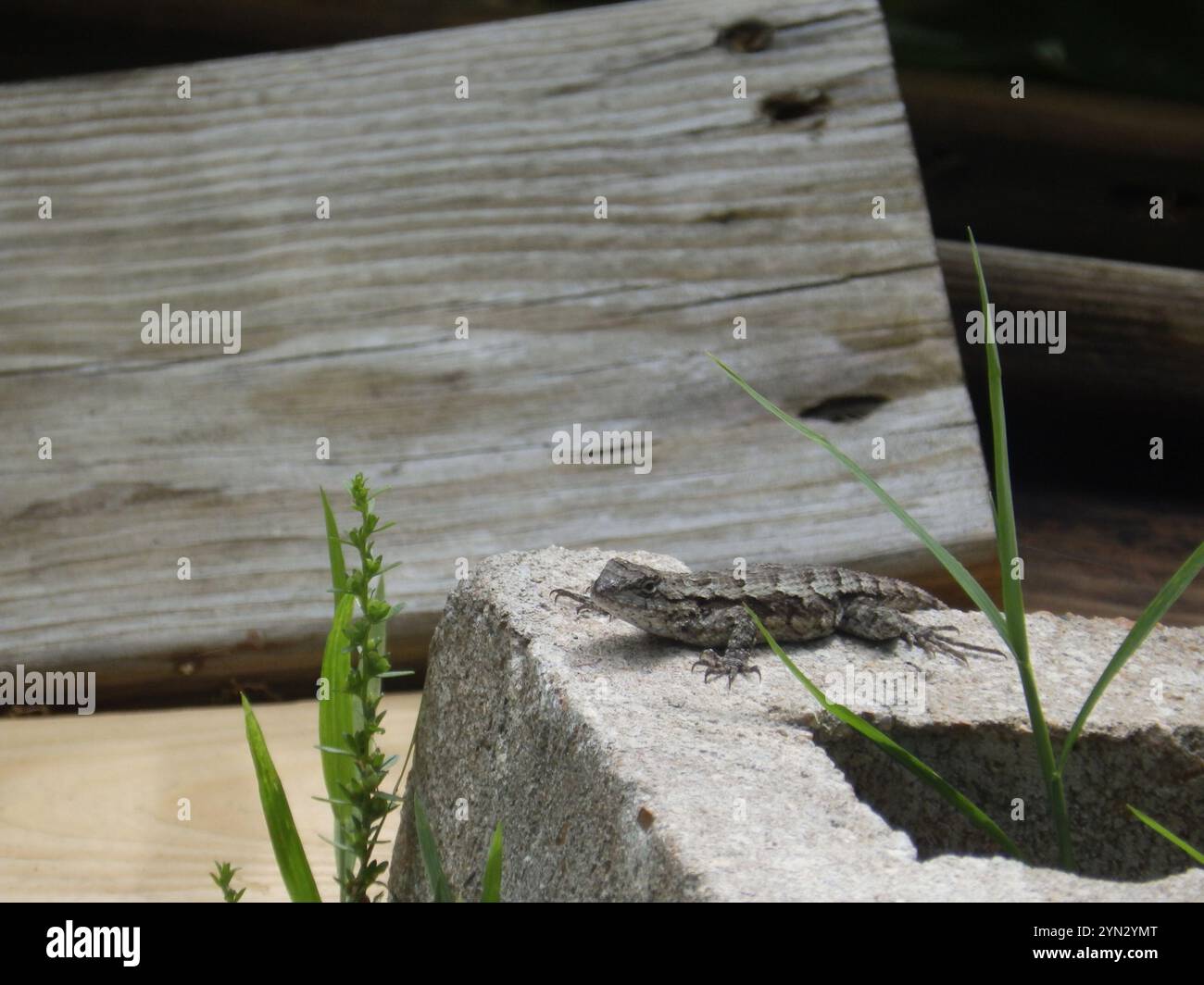 Prairie Lizard (Sceloporus consobrinus Stock Photo - Alamy