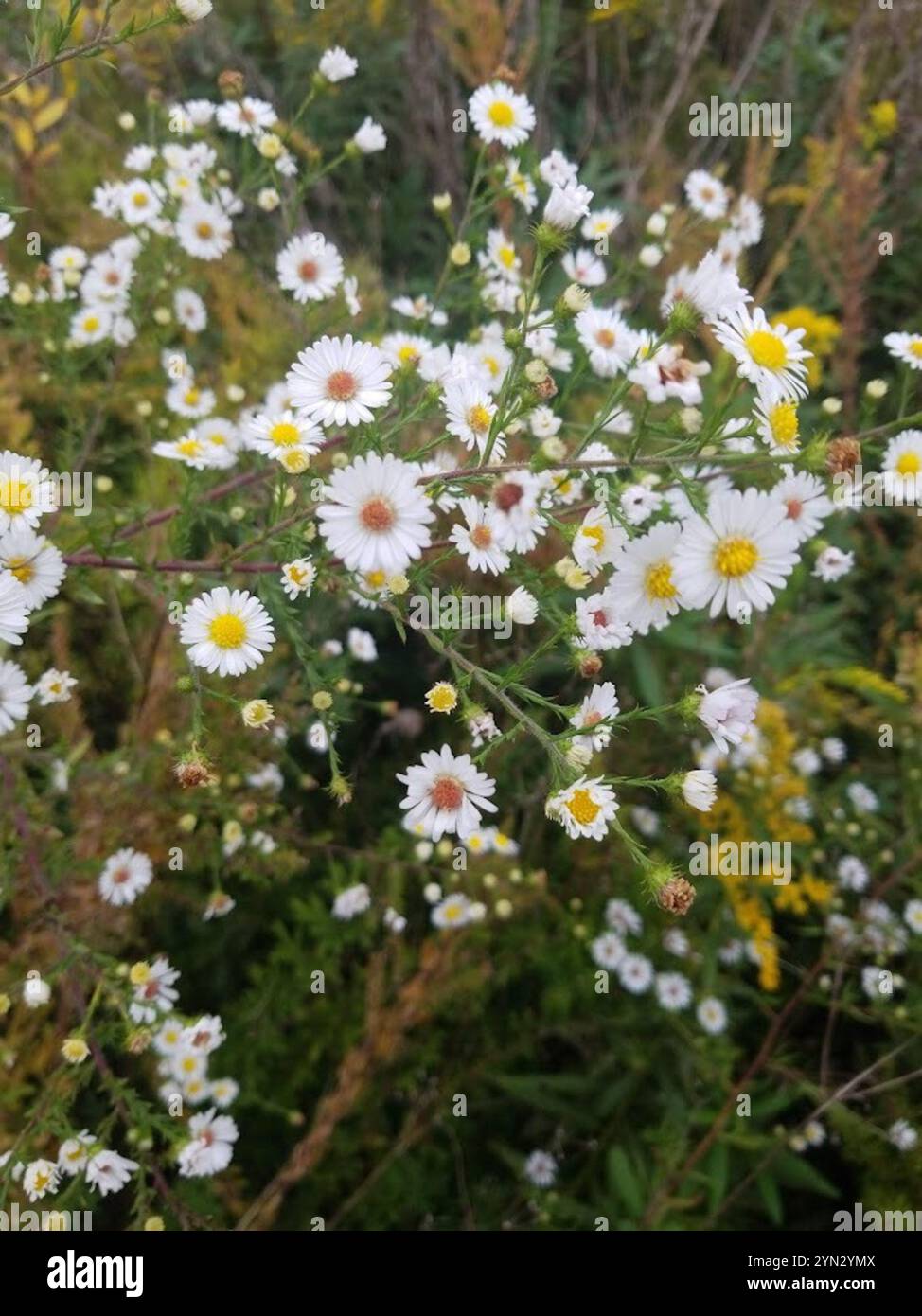 hairy white oldfield aster (Symphyotrichum pilosum Stock Photo - Alamy