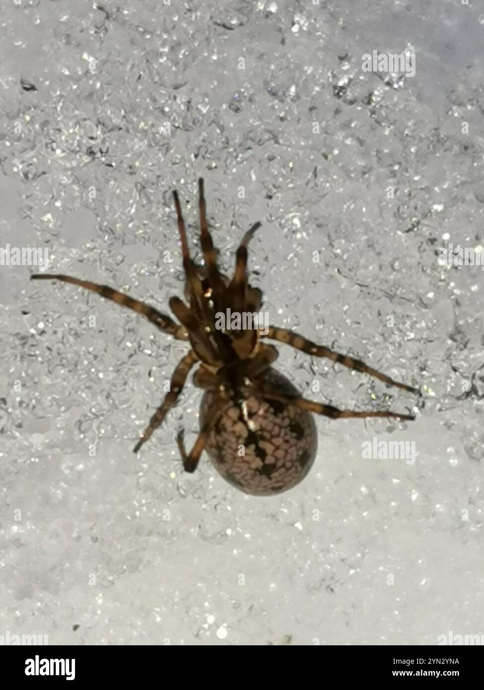 Horse-Head Spider (Stemonyphantes lineatus Stock Photo - Alamy