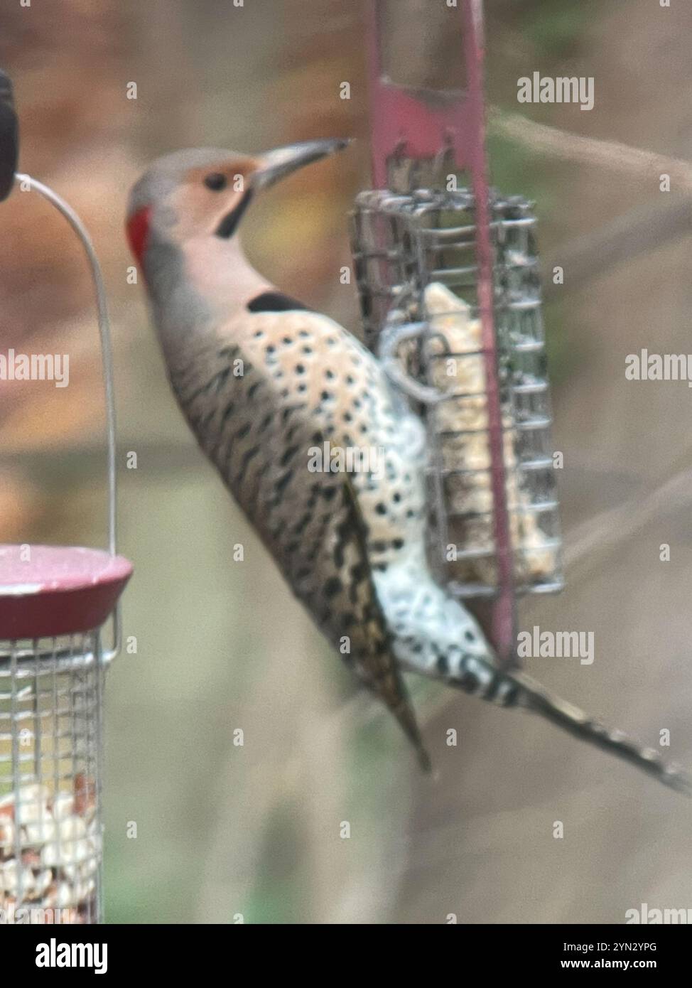 Northern Flicker (Colaptes auratus Stock Photo - Alamy