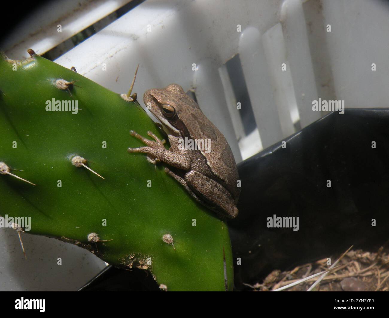 Montevideo Tree Frog (Boana pulchella Stock Photo - Alamy