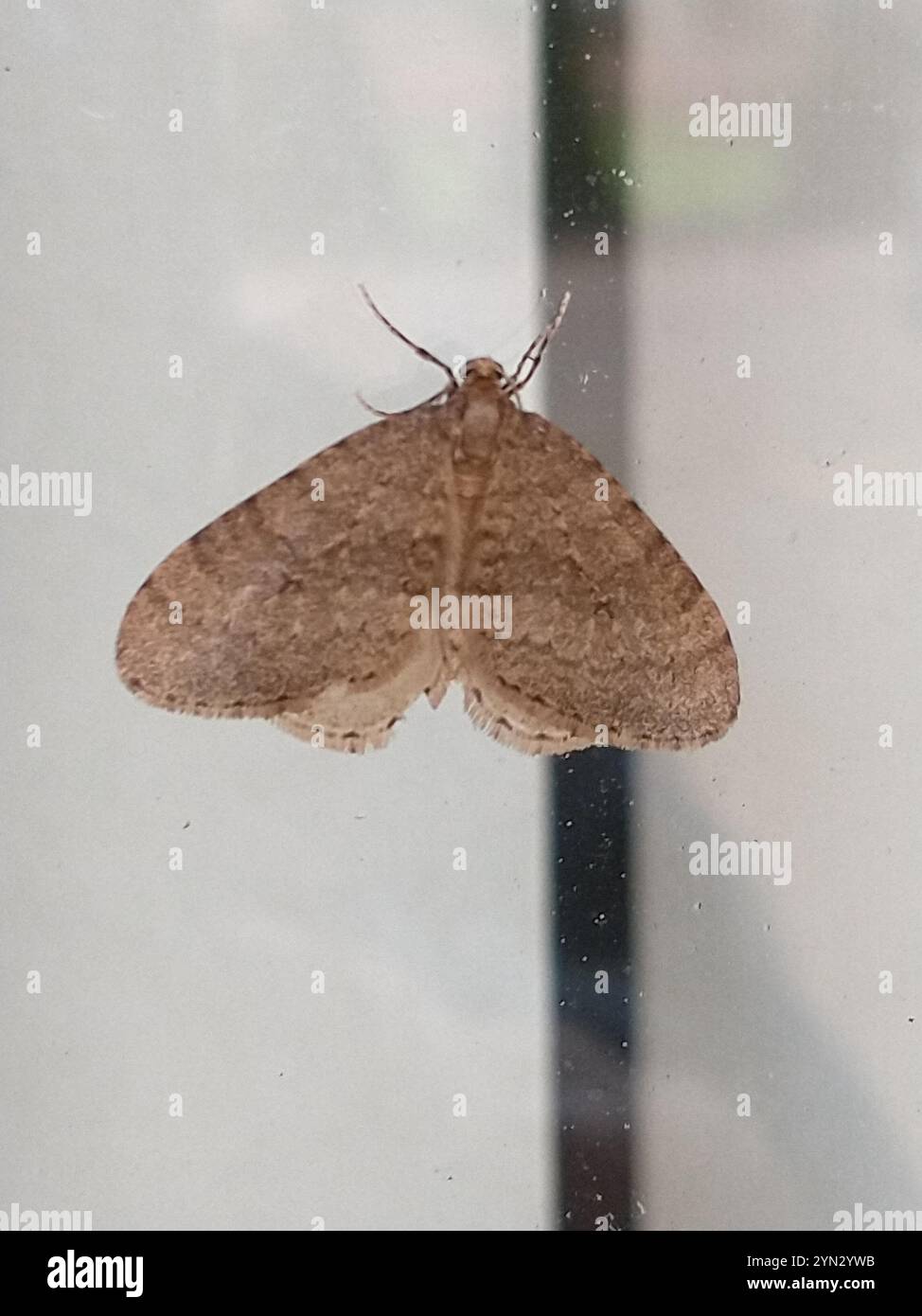 Winter Moth (Operophtera brumata Stock Photo - Alamy