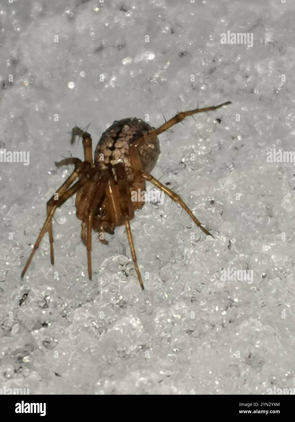 Horse-Head Spider (Stemonyphantes lineatus Stock Photo - Alamy