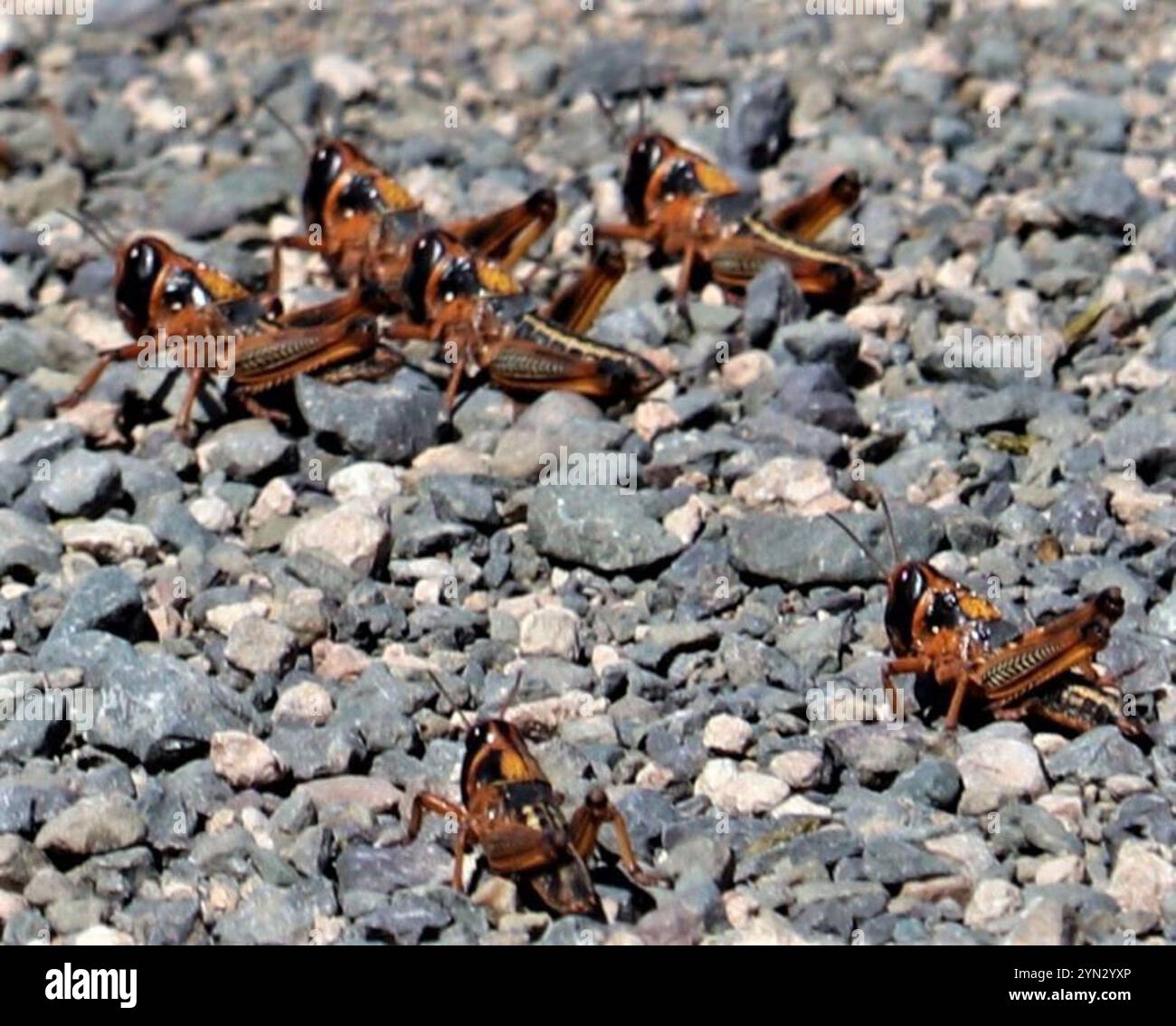 Brown locust locustana pardalina hi-res stock photography and images ...