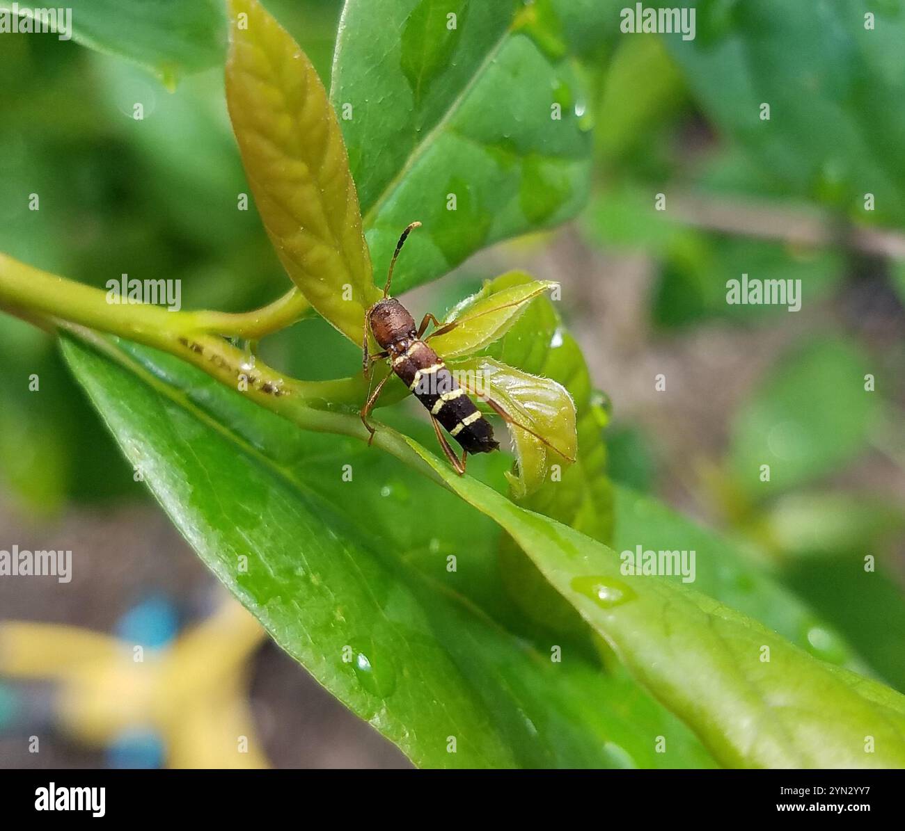 Red-headed Ash Borer (Neoclytus acuminatus Stock Photo - Alamy