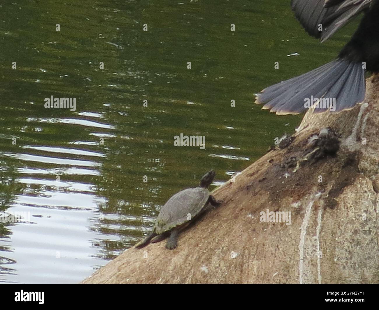Pond Slider (Trachemys scripta Stock Photo - Alamy
