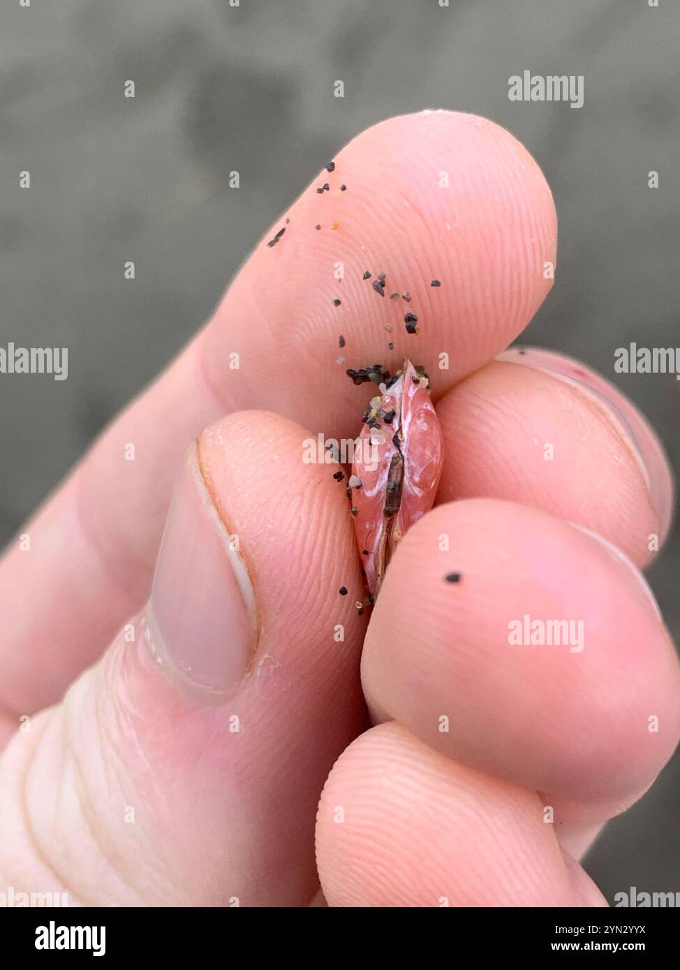 Macoma balthica hi-res stock photography and images - Alamy