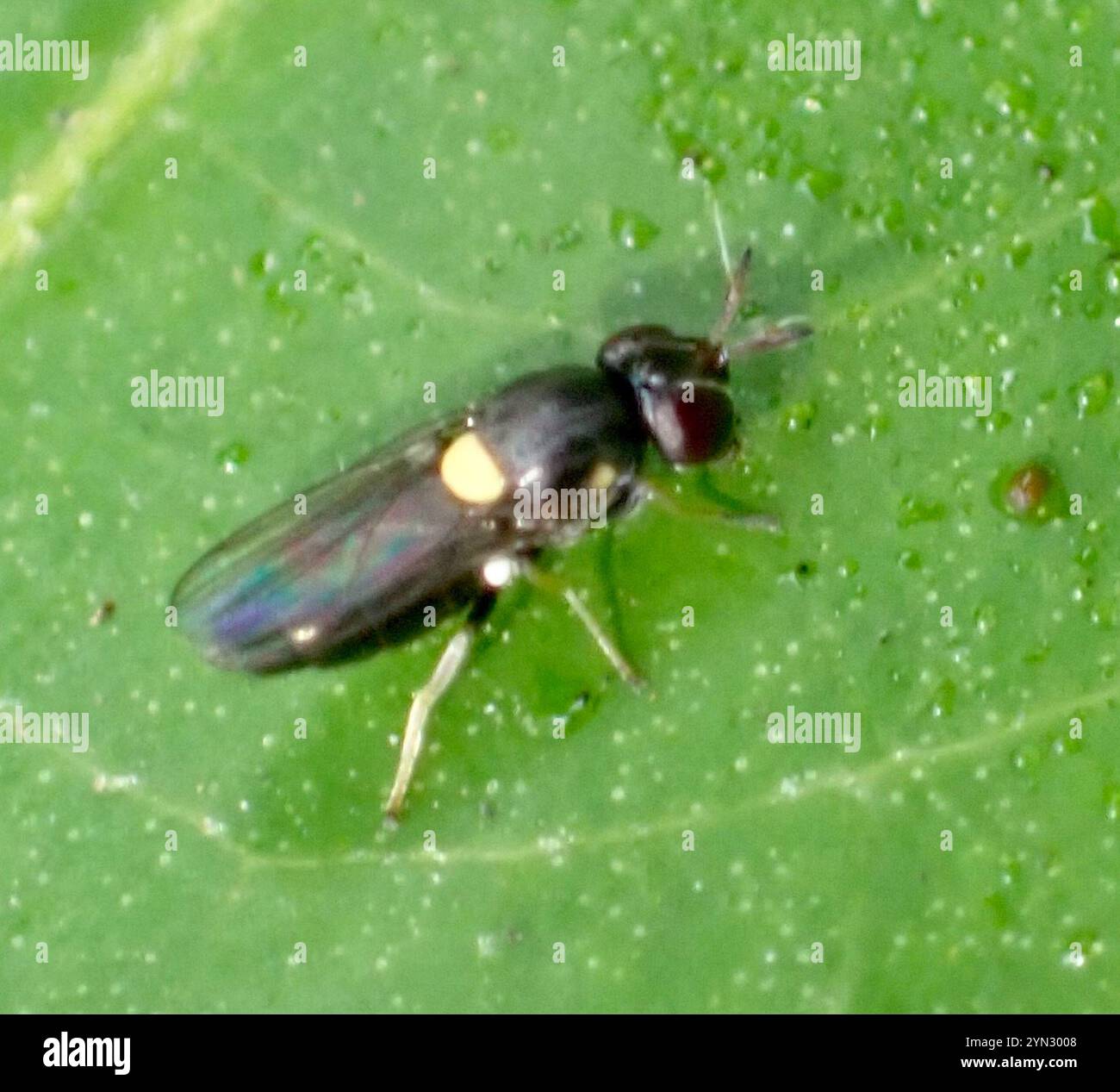 Frit Flies (Chloropidae Stock Photo - Alamy