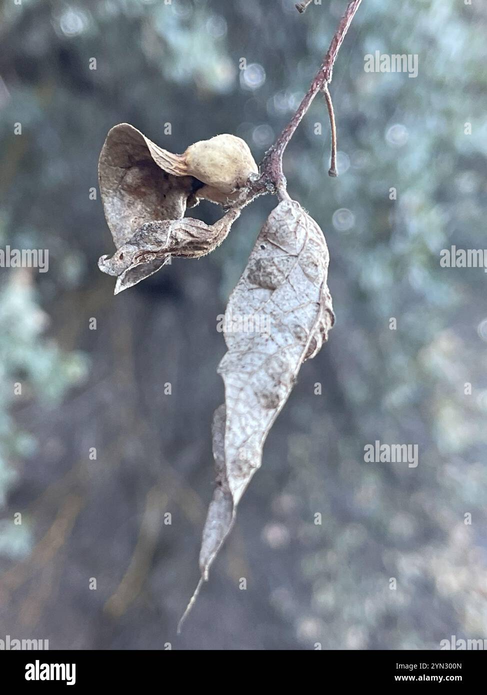 netleaf hackberry (Celtis reticulata Stock Photo - Alamy