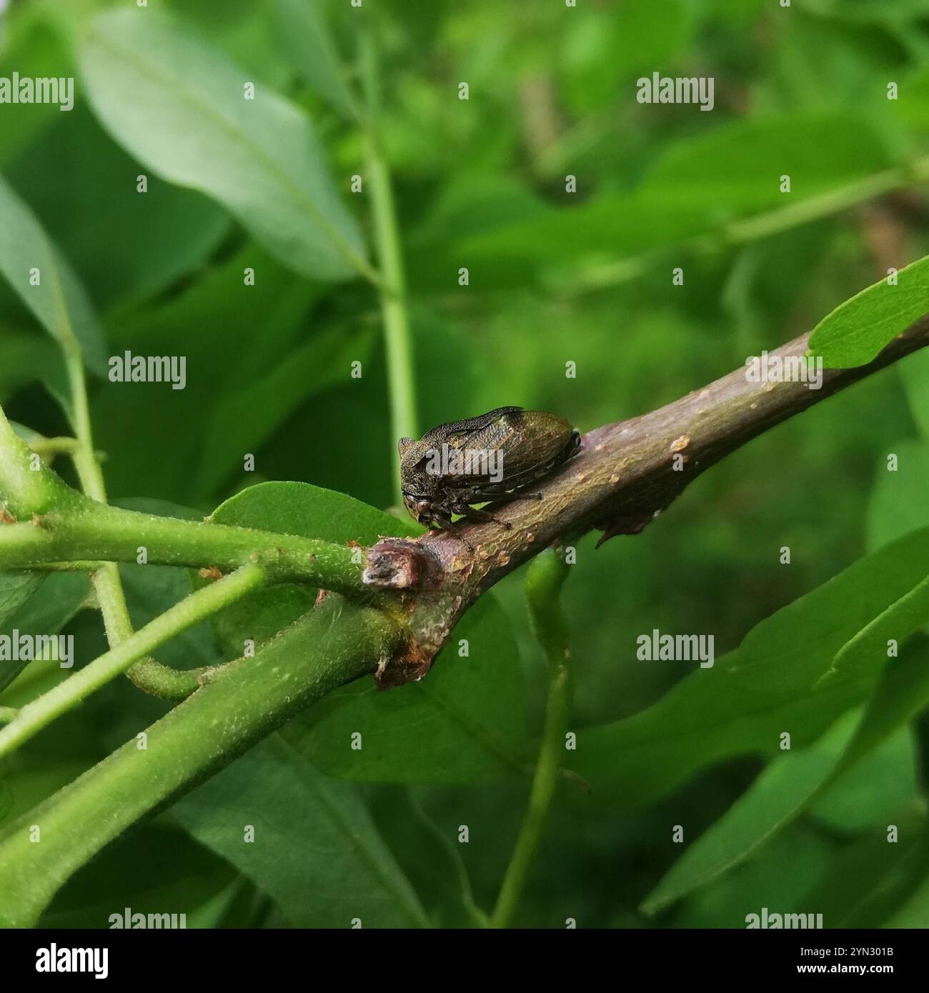 Horned Treehopper (Centrotus cornutus Stock Photo - Alamy