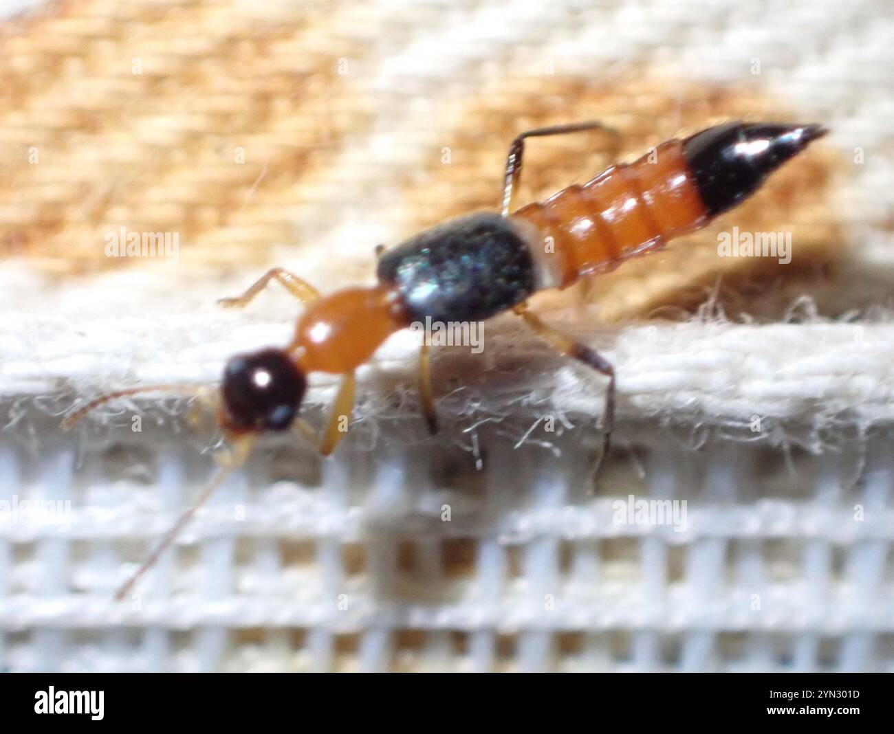 Whiplash Beetles (Paederus Stock Photo - Alamy