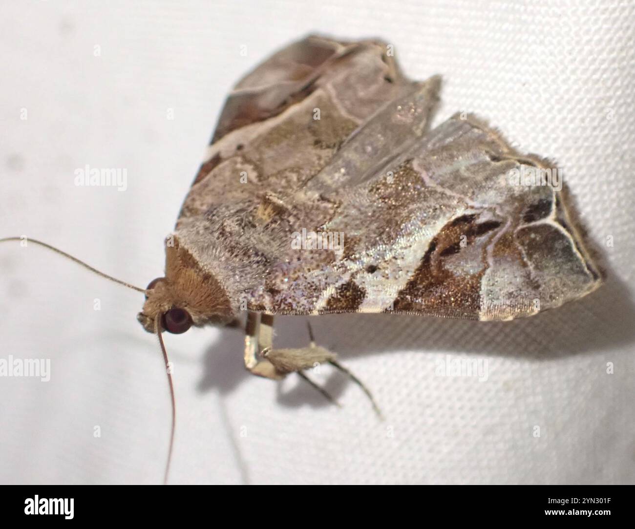 Owlet Moths and Allies (Noctuoidea Stock Photo - Alamy