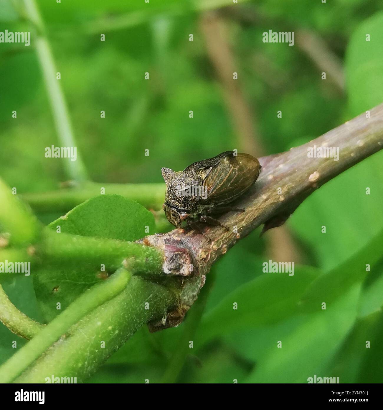 Horned Treehopper (Centrotus cornutus Stock Photo - Alamy