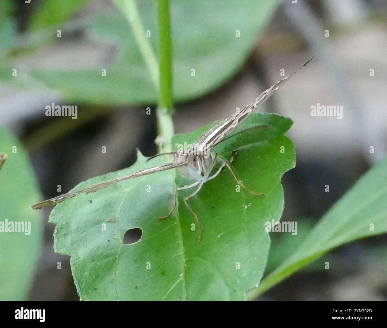 Common pathfinder hi-res stock photography and images - Alamy