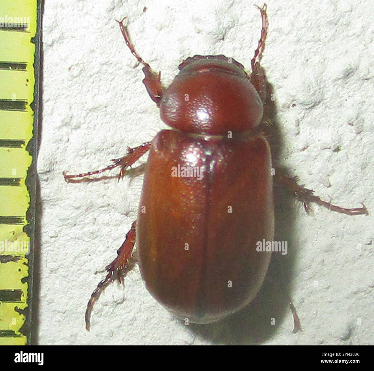 June Beetles (Melolonthinae Stock Photo - Alamy