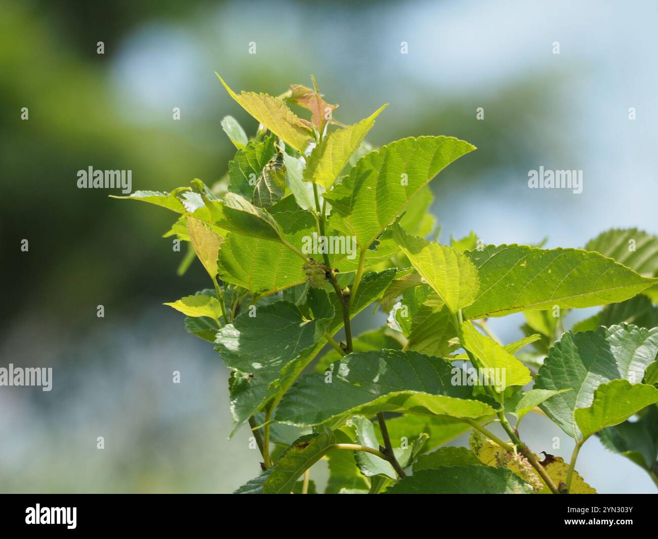 Korean mulberry (Morus indica Stock Photo - Alamy