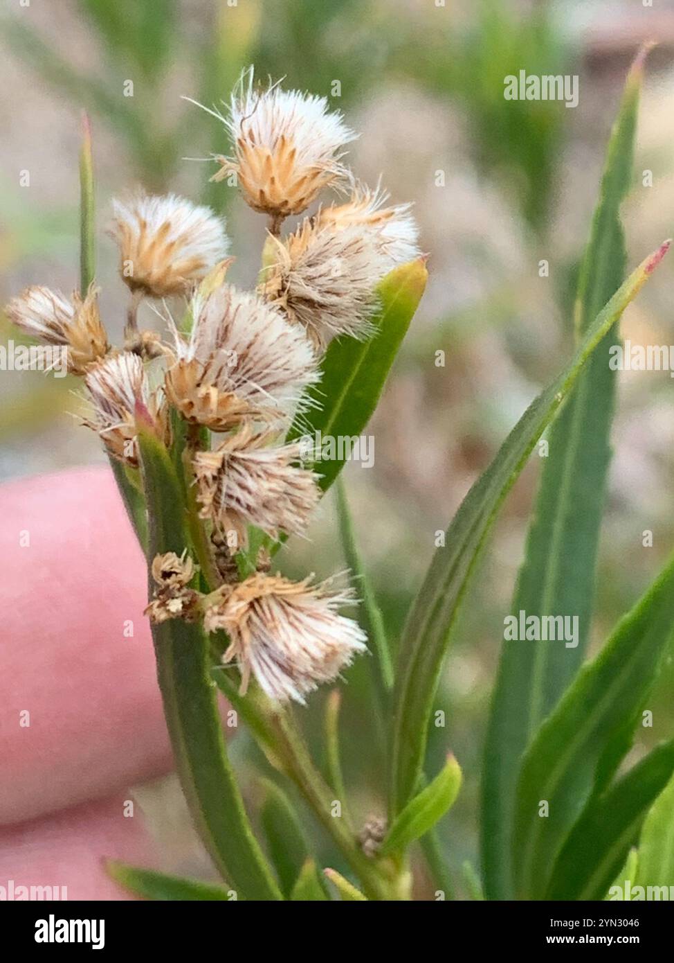 mule fat (Baccharis salicifolia Stock Photo - Alamy