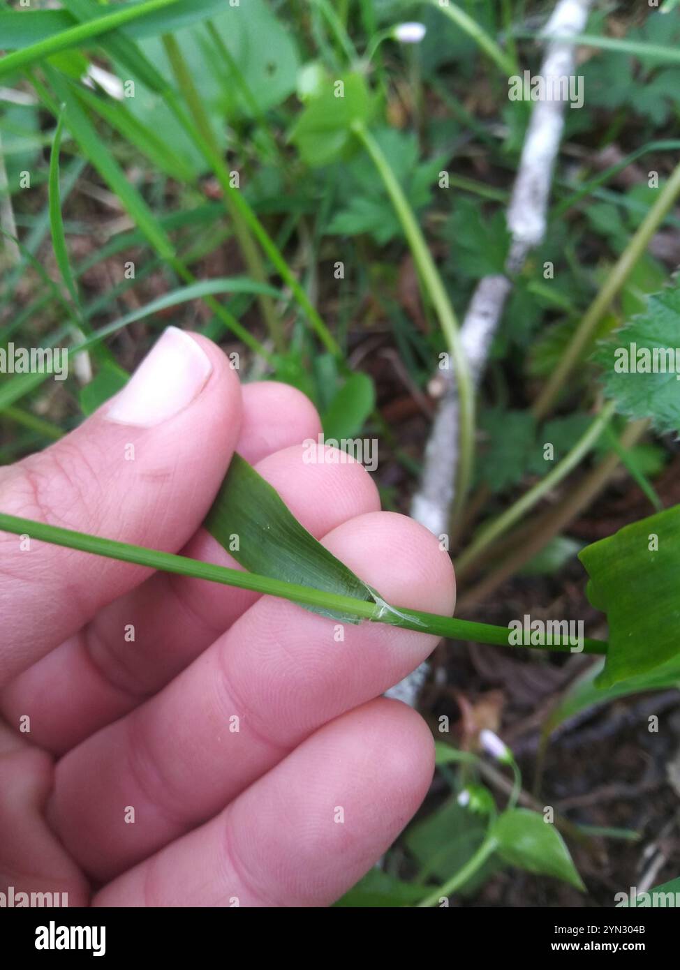 Small-flower Woodrush (Luzula parviflora Stock Photo - Alamy