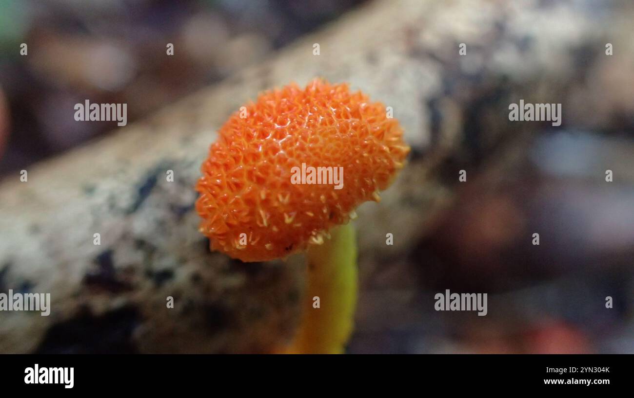 Golden-scruffy Collybia (Cyptotrama asprata Stock Photo - Alamy