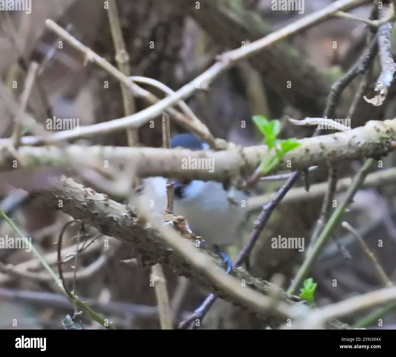 Marsh Tit (Poecile palustris Stock Photo - Alamy