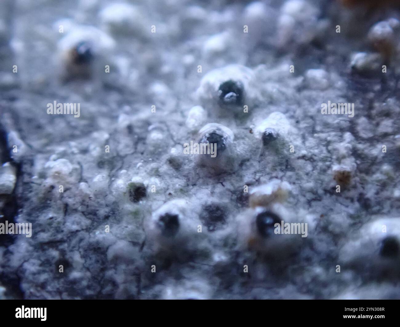wart lichens, water lichens, and allies (Pertusariales Stock Photo - Alamy
