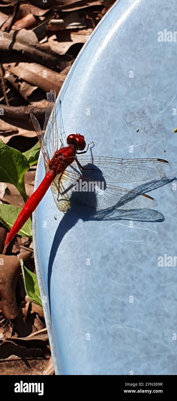 Scarlet Percher (Diplacodes haematodes Stock Photo - Alamy