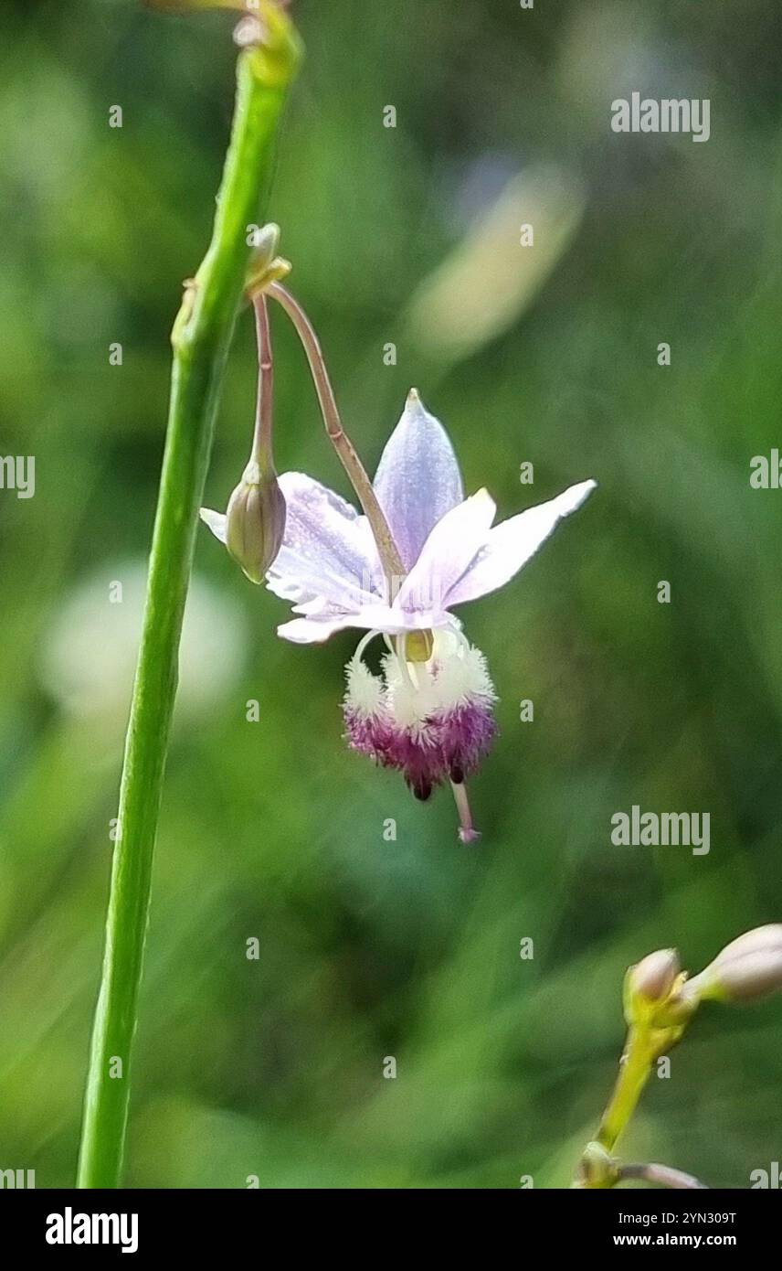 Milleflorum hi-res stock photography and images - Alamy
