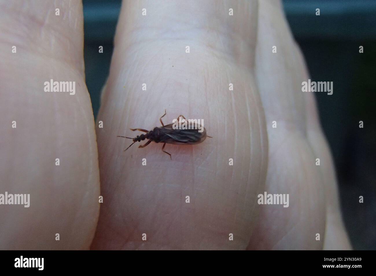 True Bugs (Heteroptera Stock Photo - Alamy