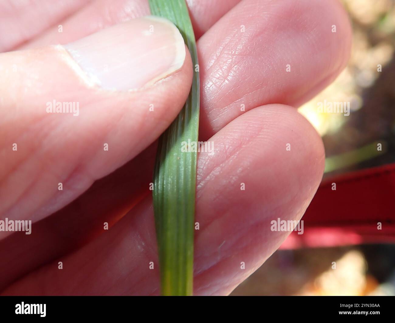 Two-leaved Cape tulip (Moraea miniata Stock Photo - Alamy