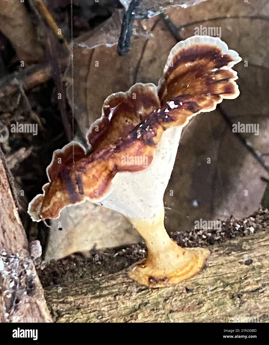 yellow stemmed micropore (Microporus xanthopus Stock Photo - Alamy