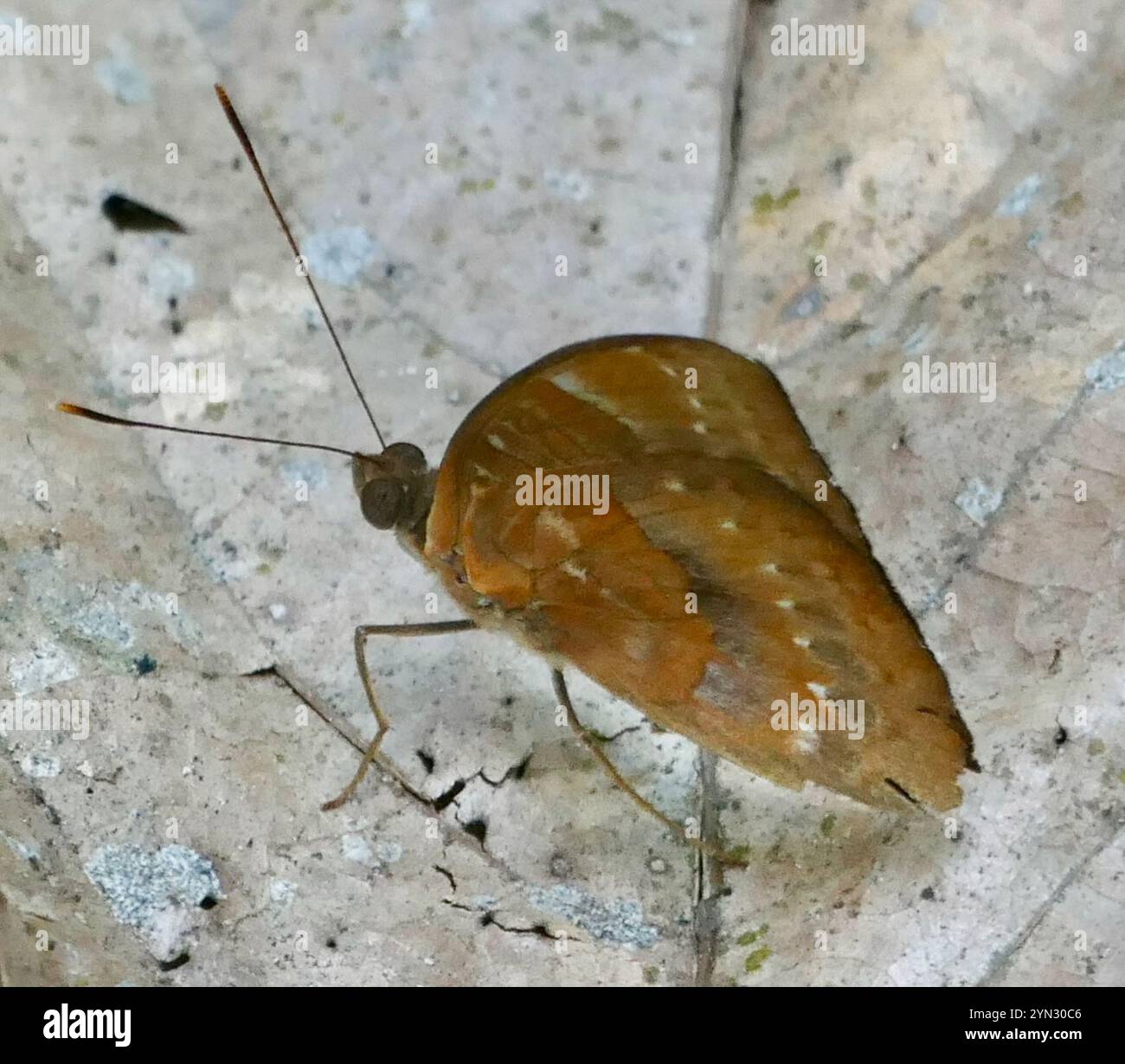 Common Nymph (Euriphene barombina Stock Photo - Alamy