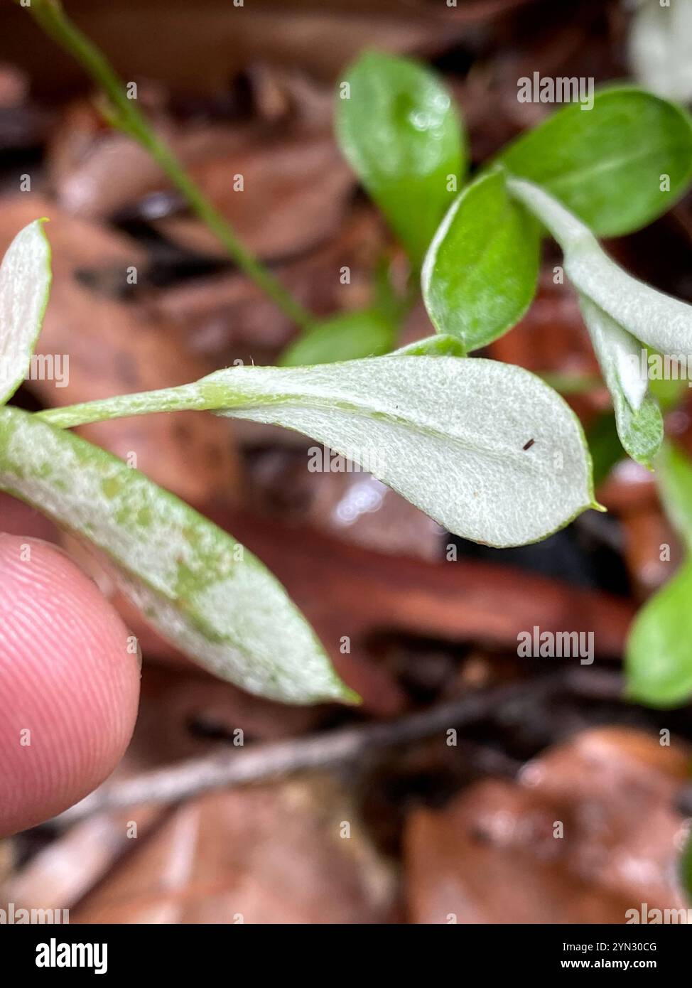 Common Everlasting (Chrysocephalum apiculatum Stock Photo - Alamy
