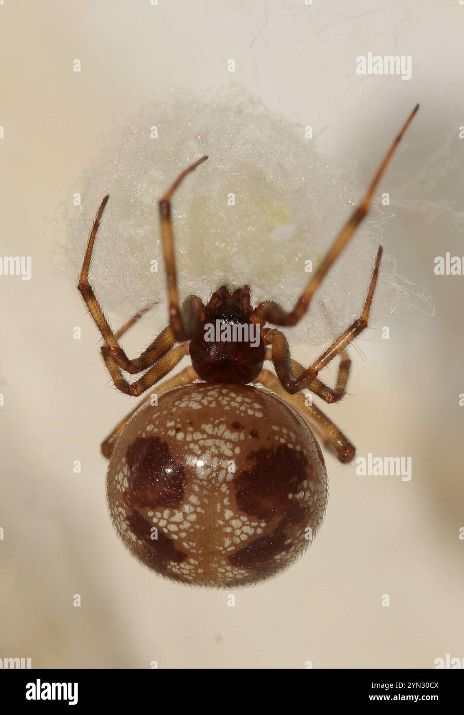 Triangulate Combfoot (Steatoda triangulosa Stock Photo - Alamy