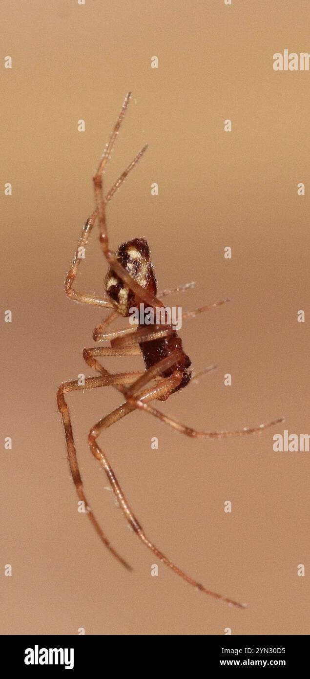 Triangulate Combfoot (Steatoda triangulosa Stock Photo - Alamy