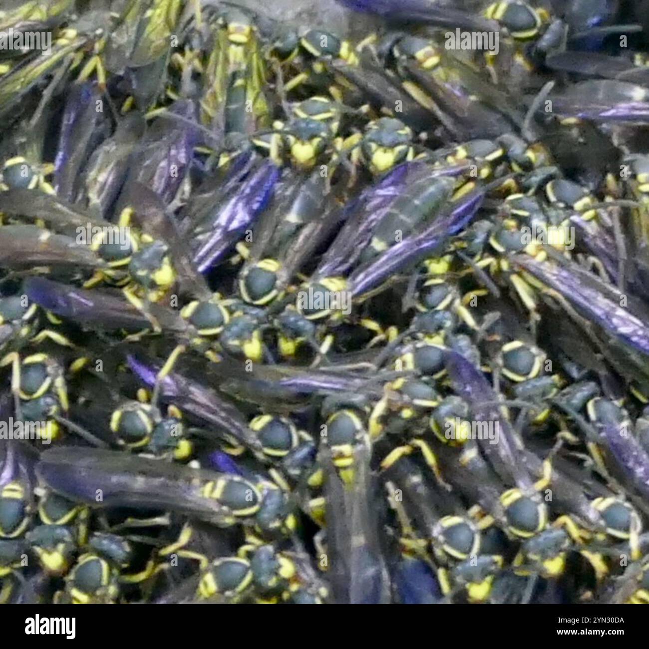 Paper Wasps (Polistinae Stock Photo - Alamy