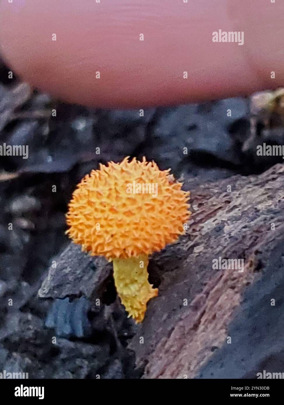 Golden-scruffy Collybia (Cyptotrama asprata Stock Photo - Alamy