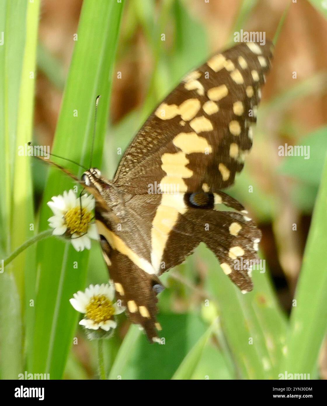 Citrus Swallowtail (Papilio demodocus demodocus Stock Photo - Alamy