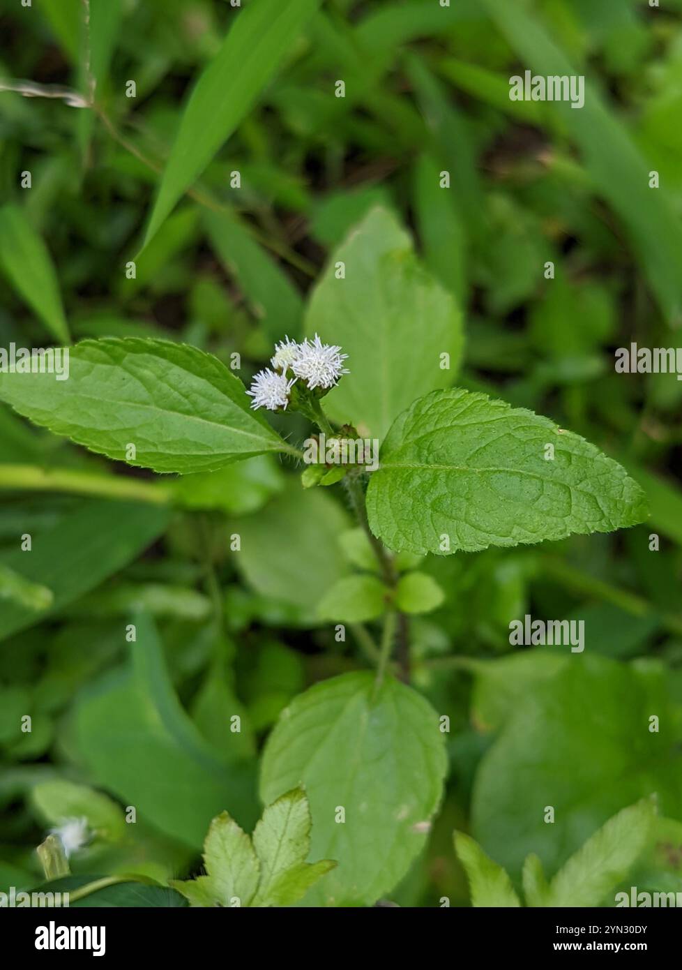 billygoat weed (Ageratum conyzoides Stock Photo - Alamy
