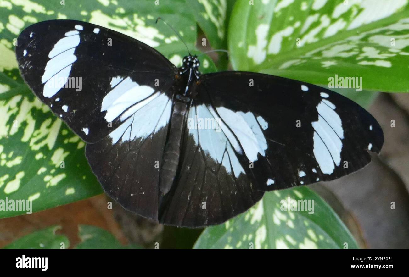 Amauris niavius niavius hi-res stock photography and images - Alamy