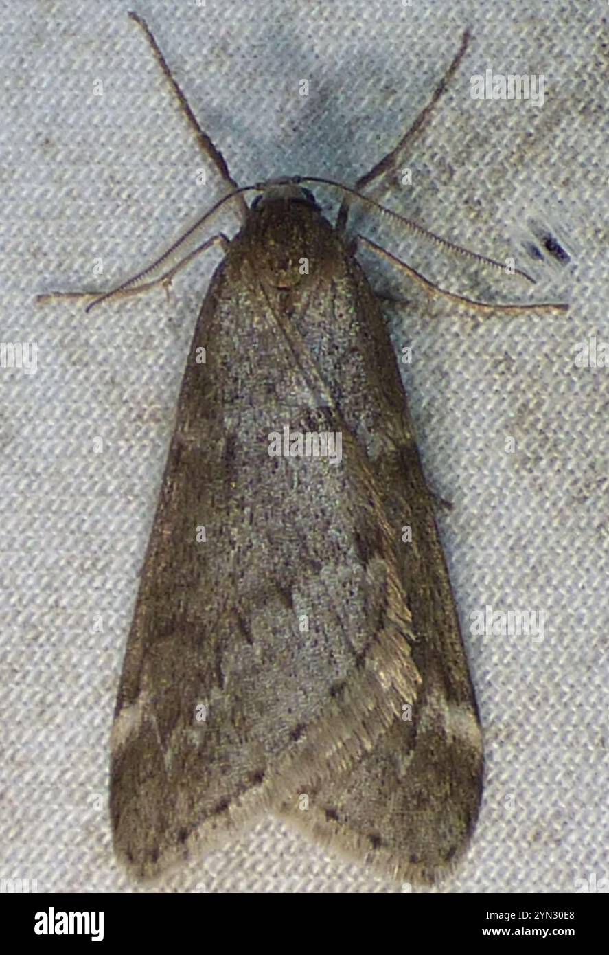 Fall Cankerworm Moth (Alsophila pometaria Stock Photo - Alamy