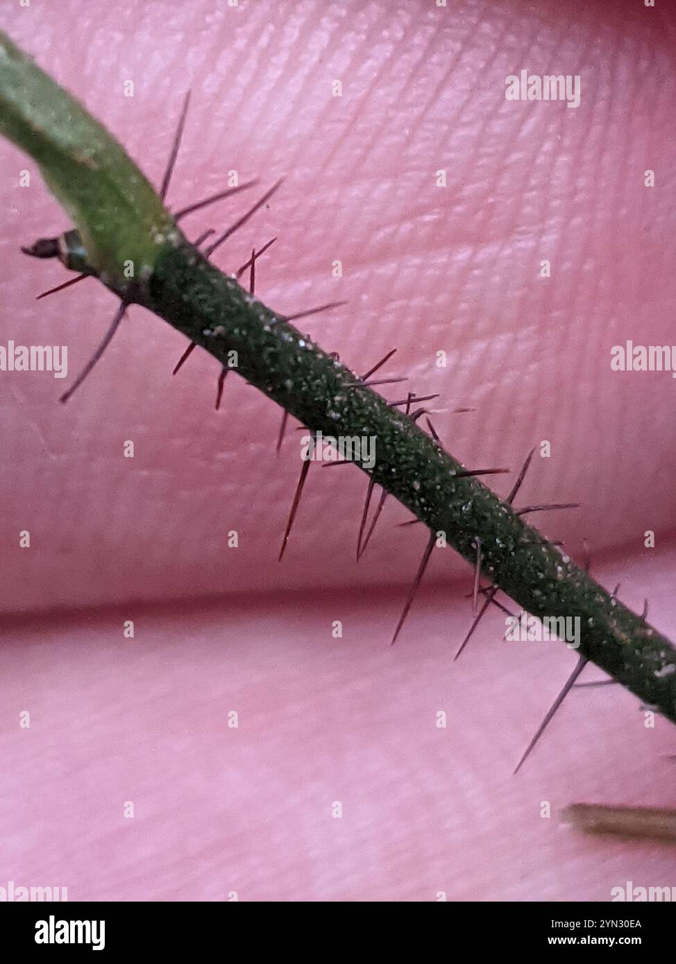 bristly greenbrier (Smilax tamnoides Stock Photo - Alamy