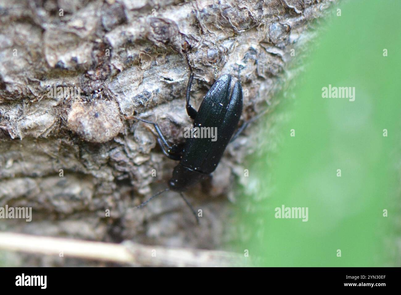 Melandrya hi-res stock photography and images - Alamy