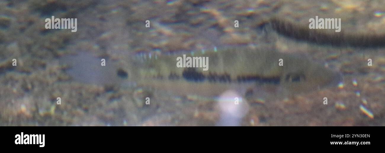 Firemouth cichlid hi-res stock photography and images - Alamy