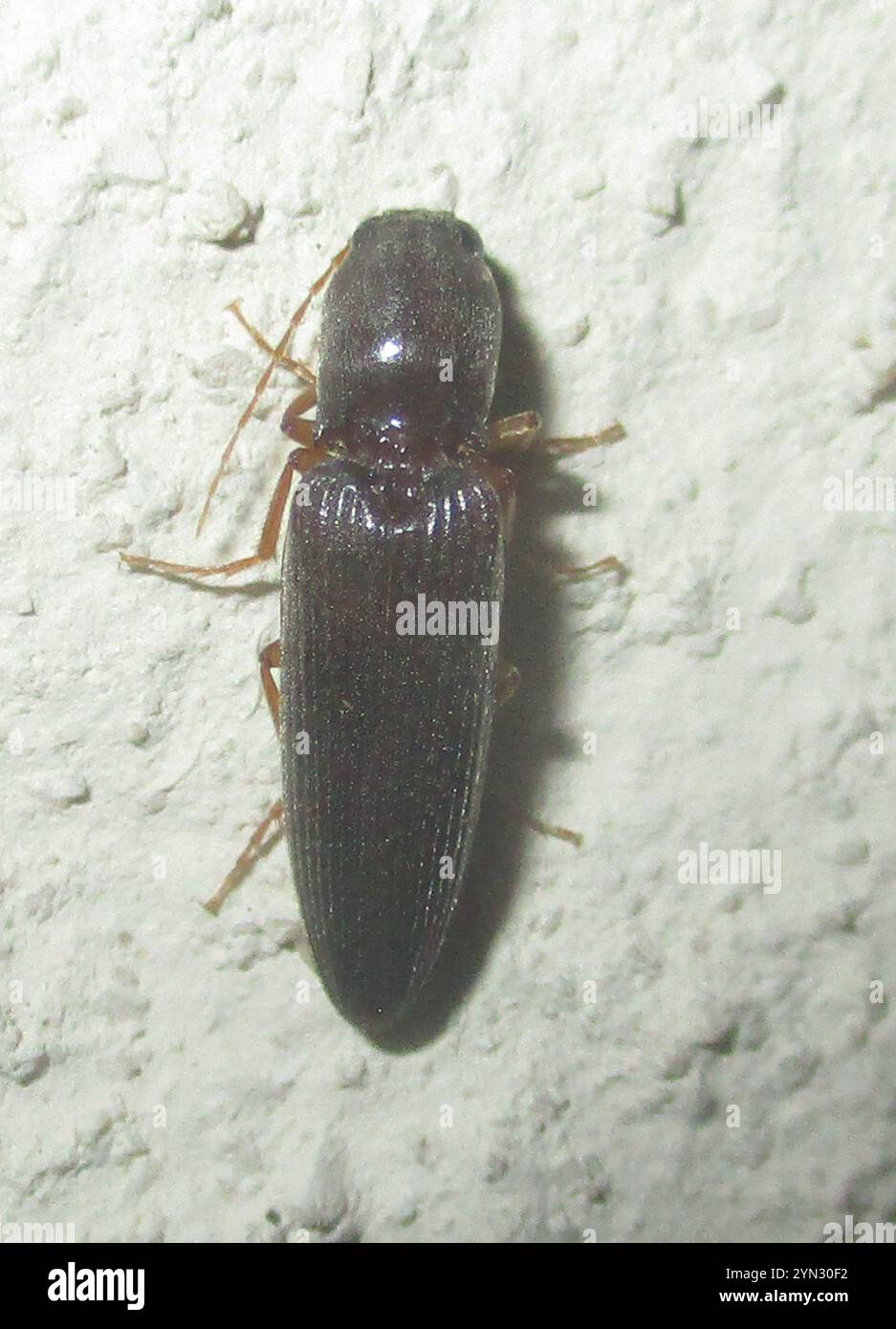 Click Beetles (Elateridae Stock Photo - Alamy