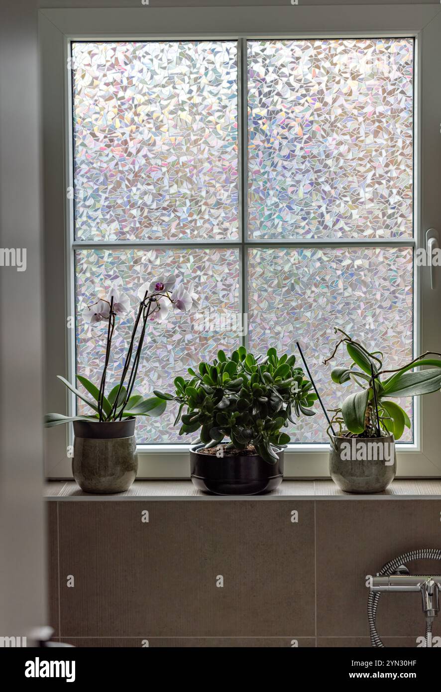Two orchids and a bonsai on the windowsill in the bathroom in front of ...