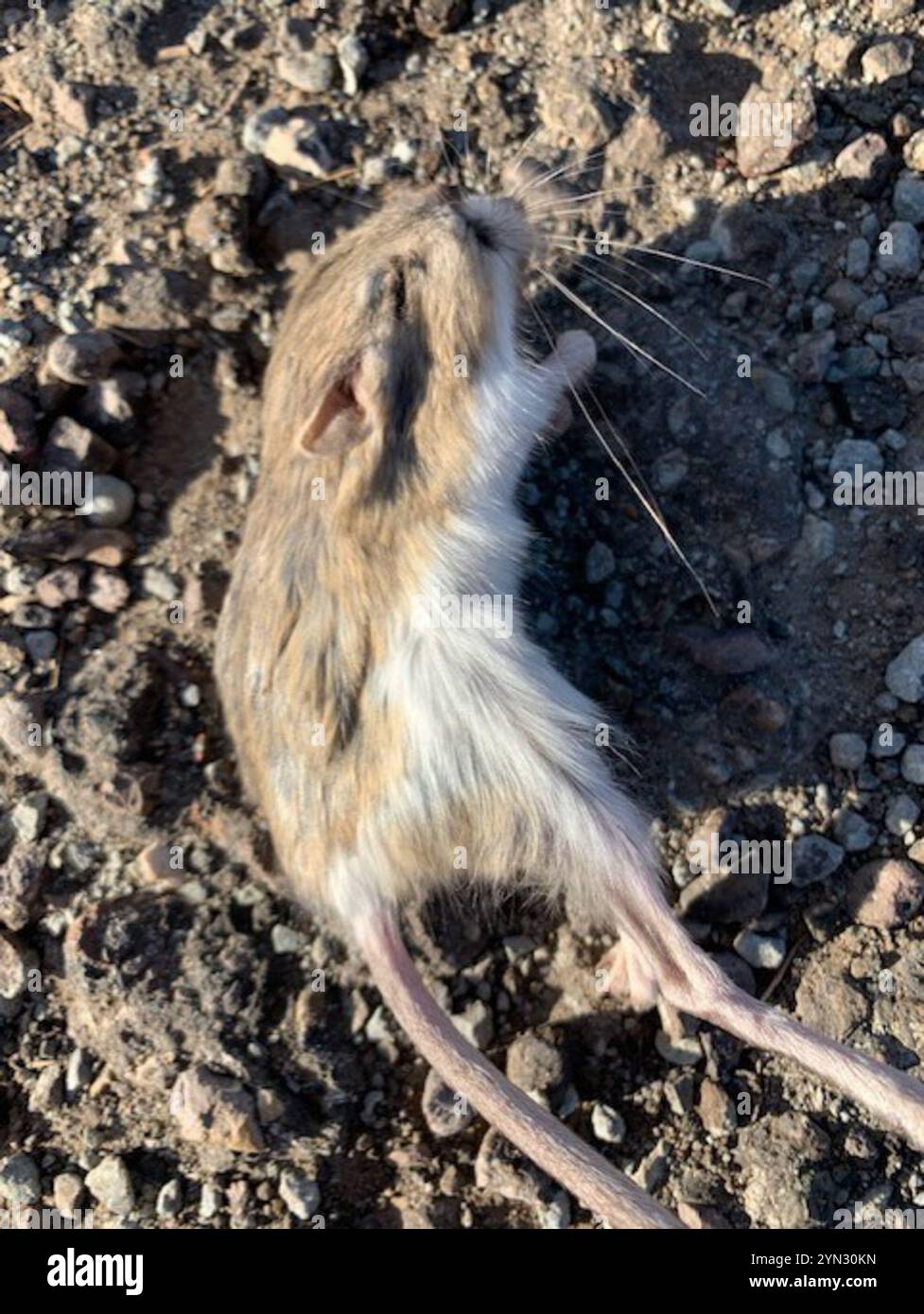 Merriam's Kangaroo Rat (Dipodomys merriami Stock Photo - Alamy