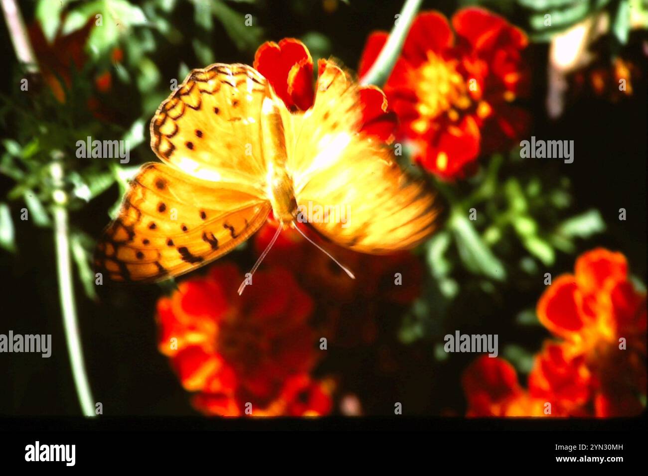 African Leopard (Phalanta phalantha aethiopica Stock Photo - Alamy