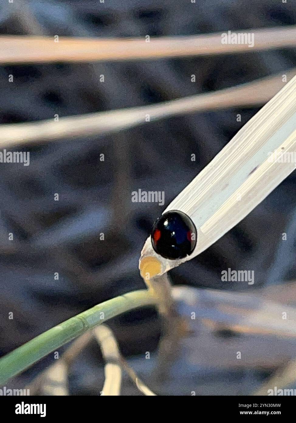 Scale-feeding Lady Beetles (Chilocorinae Stock Photo - Alamy