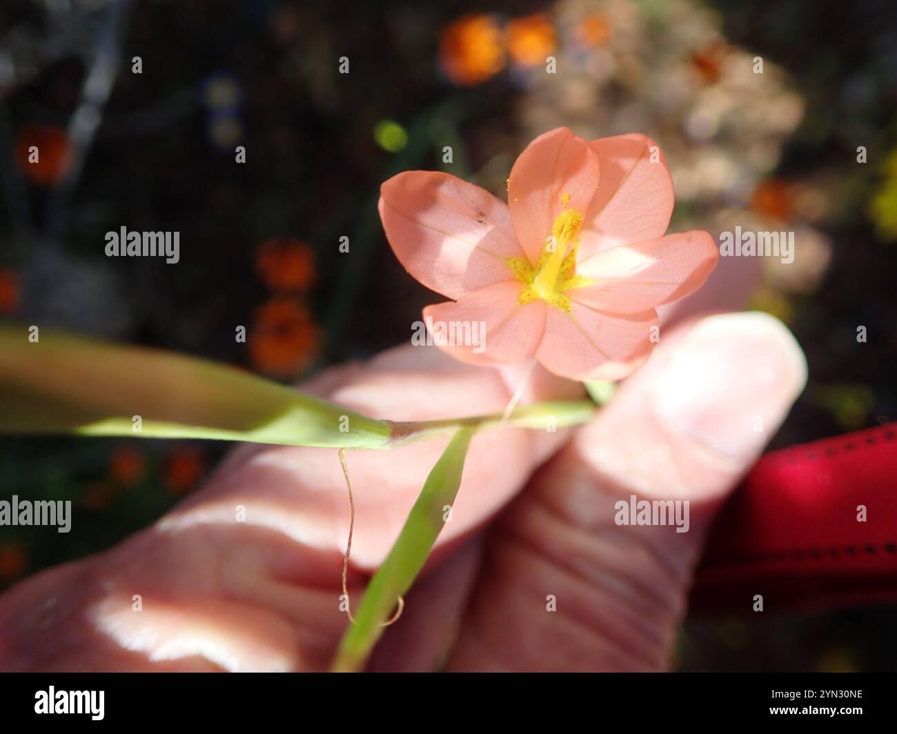 Two-leaved Cape tulip (Moraea miniata Stock Photo - Alamy